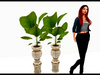 Second Life Marketplace - [AE] Home & Garden - Persian Pot Plant A